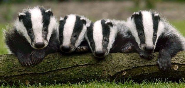 Badger Watching | Mill Farm Glamping | Wiltshire