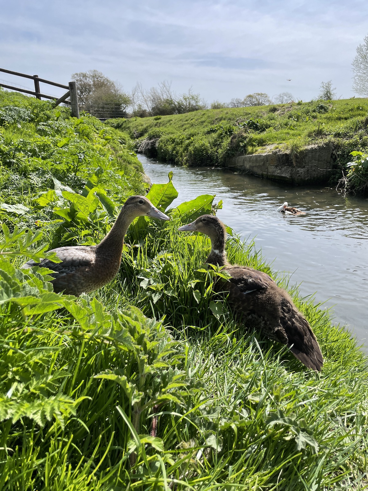 Spring on the farm.... - Mill Farm